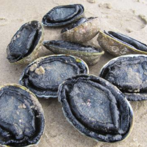 Ikana - Only New Zealand's Best Live & Fresh